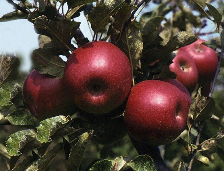 voće - Hrvatska enciklopedija