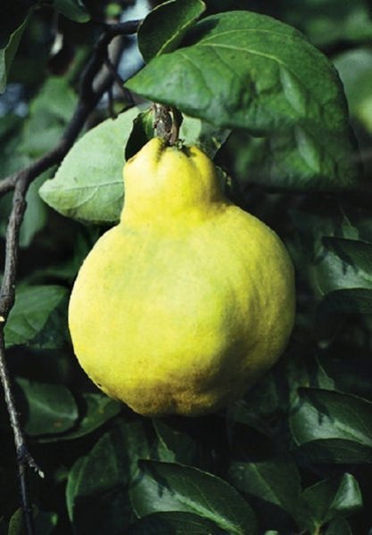 voće - Hrvatska enciklopedija