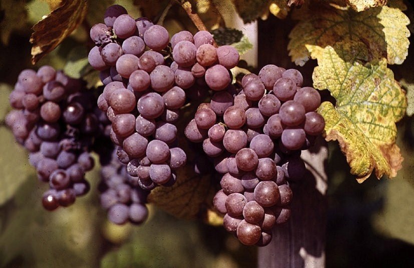 voće - Hrvatska enciklopedija