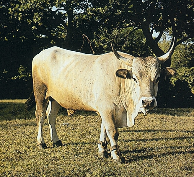 govedo, domaće - Hrvatska enciklopedija