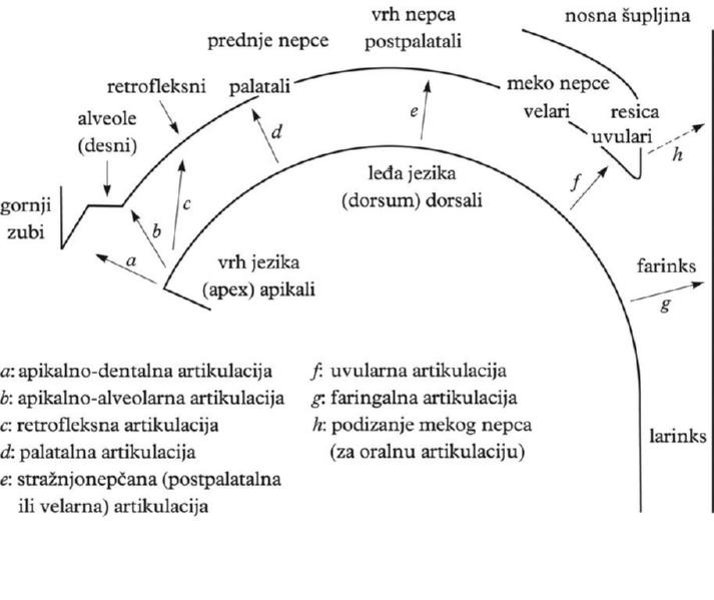 glas - Hrvatska enciklopedija