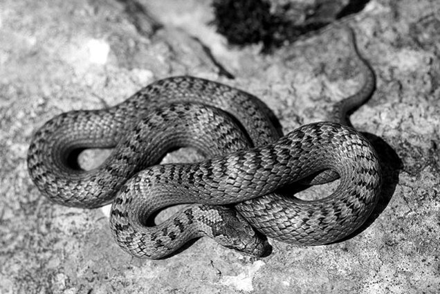 smukulja - Hrvatska enciklopedija