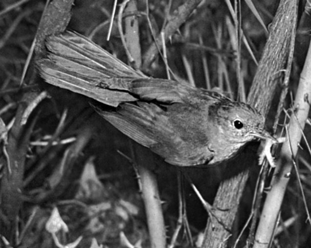 slavuj - Hrvatska enciklopedija