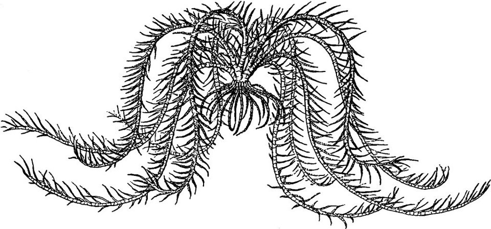 stapčari - Hrvatska enciklopedija