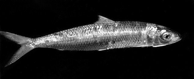 srdela - Hrvatska enciklopedija