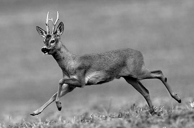 srna - Hrvatska enciklopedija