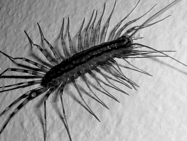 strige - Hrvatska enciklopedija