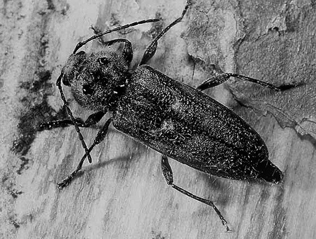 strizibube - Hrvatska enciklopedija