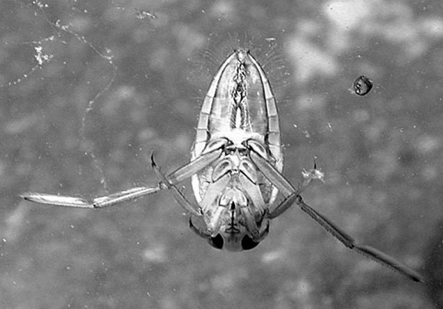 stjenice - Hrvatska enciklopedija