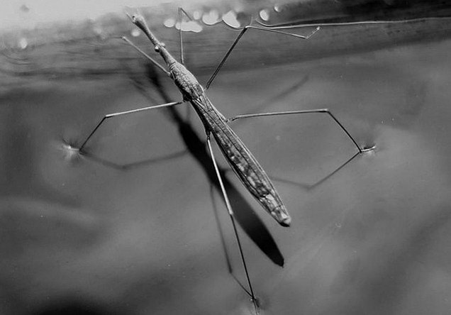 stjenice - Hrvatska enciklopedija