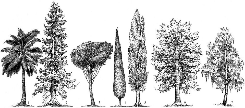 stabljika - Hrvatska enciklopedija