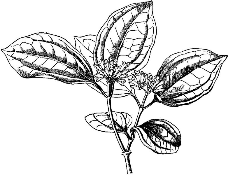 strihninovac - Hrvatska enciklopedija