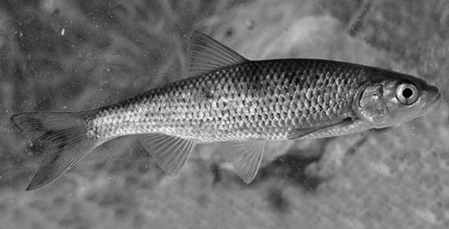 sval - Hrvatska enciklopedija