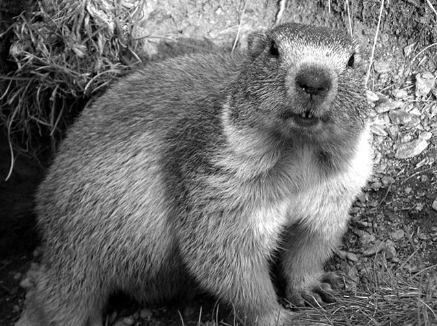 svizac, alpski - Hrvatska enciklopedija