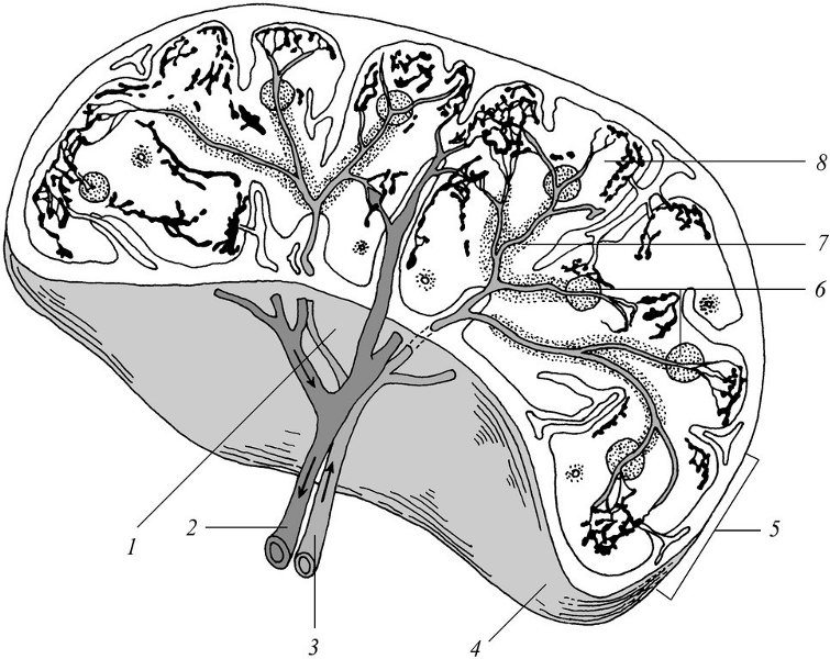 slezena - Hrvatska enciklopedija