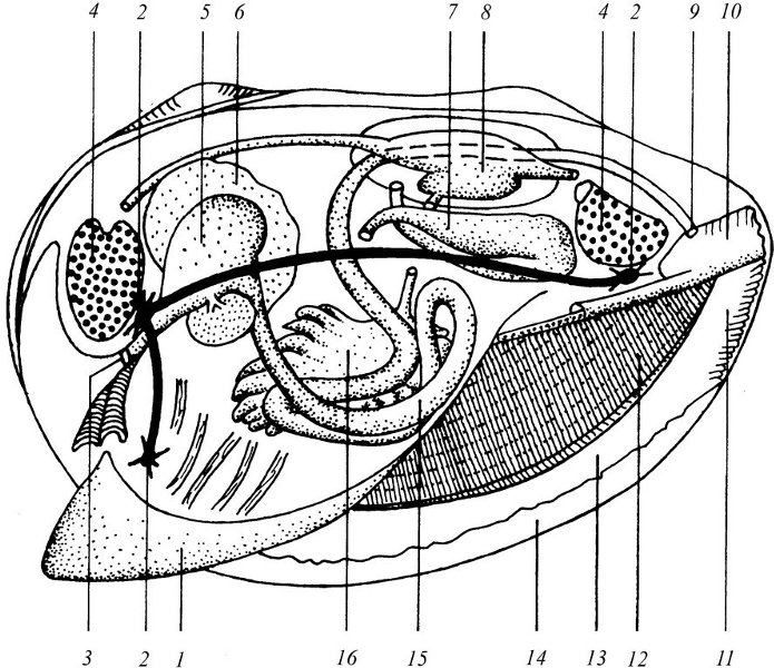 školjkaši - Hrvatska enciklopedija