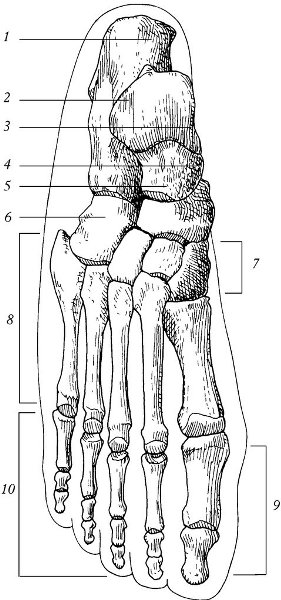 stopalo - Hrvatska enciklopedija