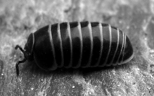 stonoge - Hrvatska enciklopedija