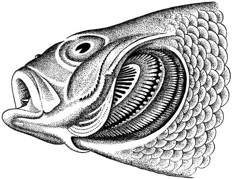 škrge - Hrvatska enciklopedija