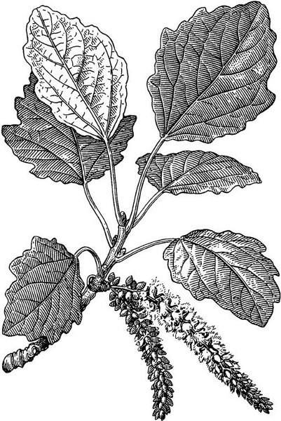 topola - Hrvatska enciklopedija