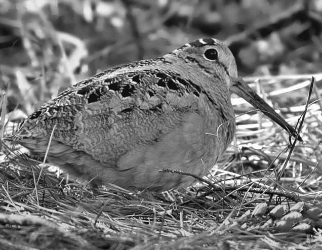šljuke - Hrvatska enciklopedija
