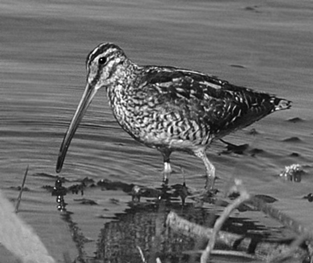 šljuke - Hrvatska enciklopedija