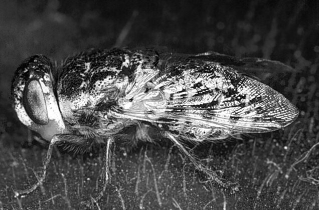 štrkovi - Hrvatska enciklopedija