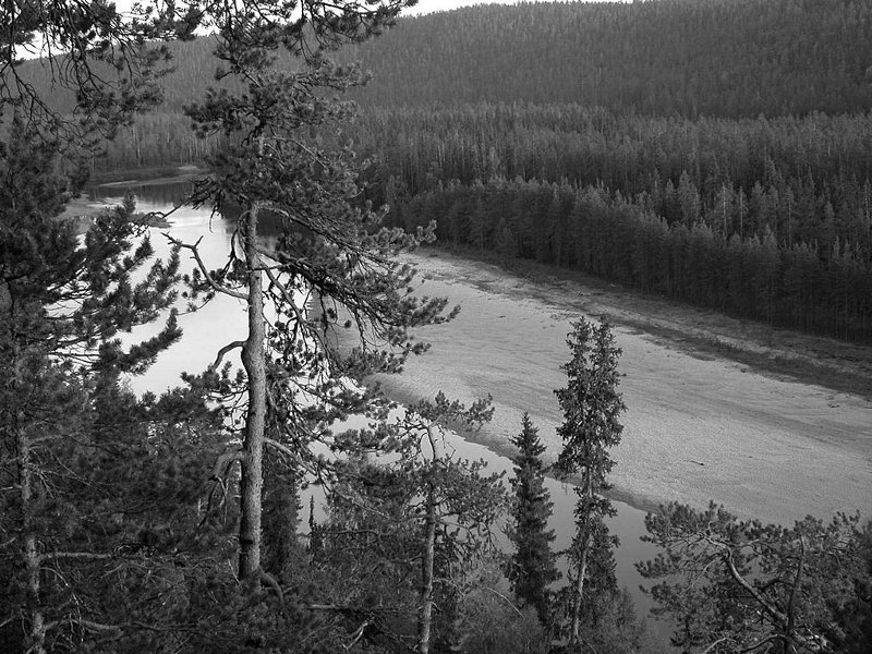 tajga - Hrvatska enciklopedija