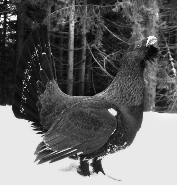 tetrijebi - Hrvatska enciklopedija