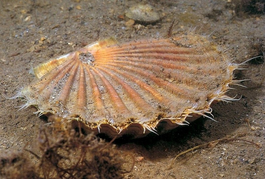 školjkaši - Hrvatska enciklopedija