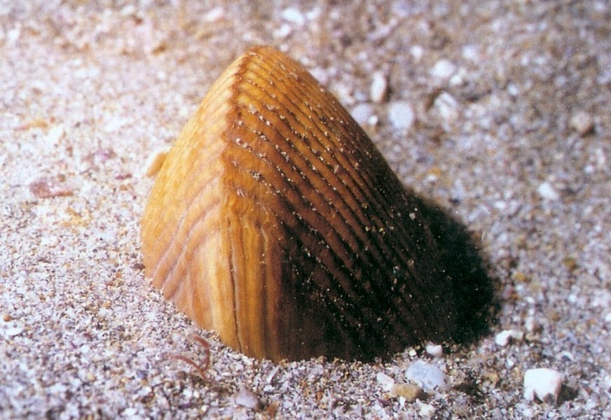 školjkaši - Hrvatska enciklopedija