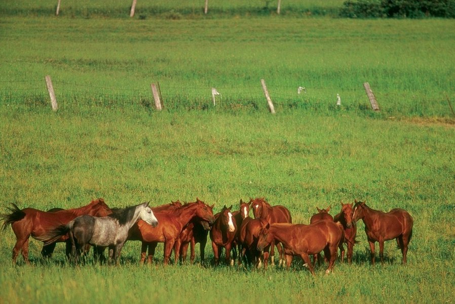 stočarstvo - Hrvatska enciklopedija