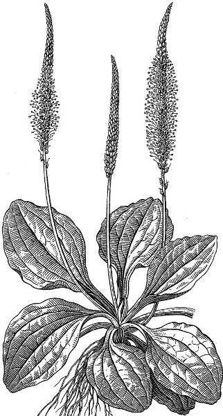 trputac - Hrvatska enciklopedija