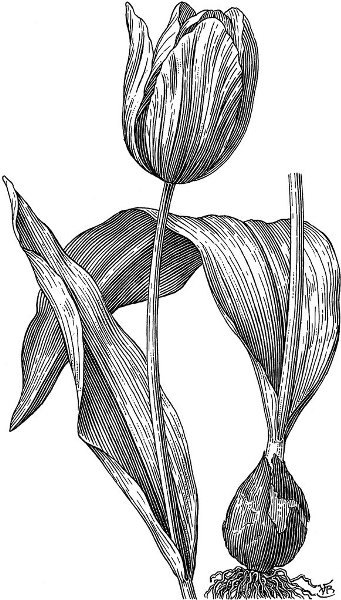tulipan - Hrvatska enciklopedija