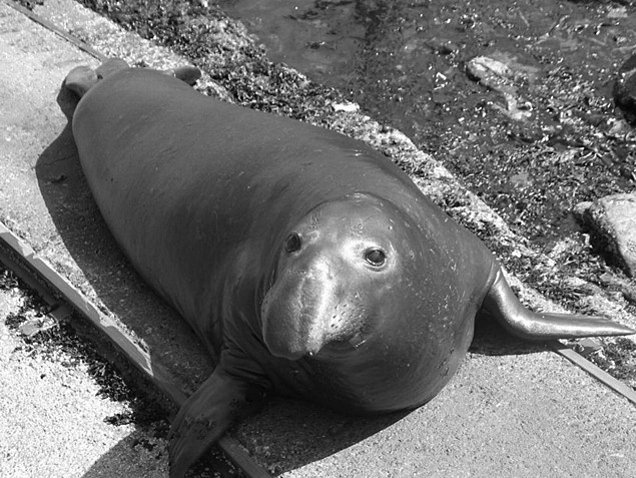 tuljani - Hrvatska enciklopedija