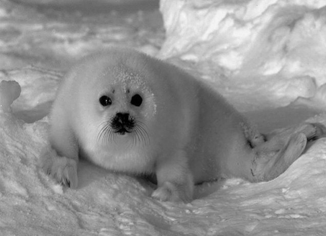 tuljani - Hrvatska enciklopedija