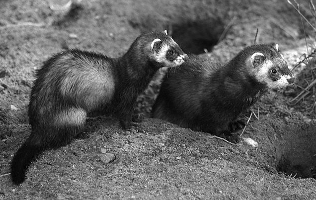 tvor, smeđi - Hrvatska enciklopedija