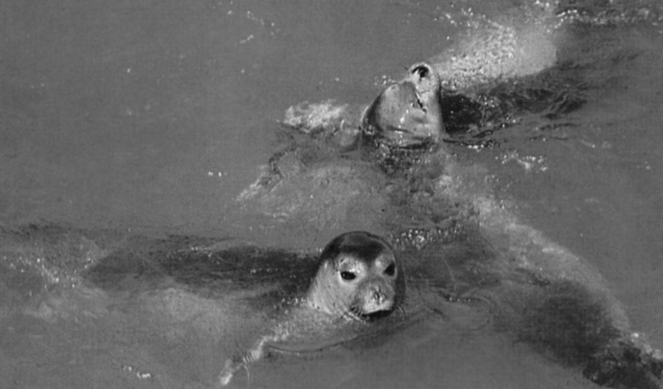 tuljani - Hrvatska enciklopedija