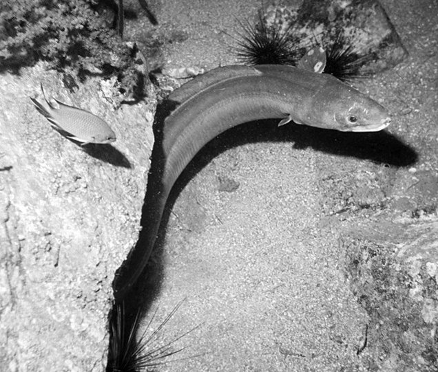 ugor - Hrvatska enciklopedija