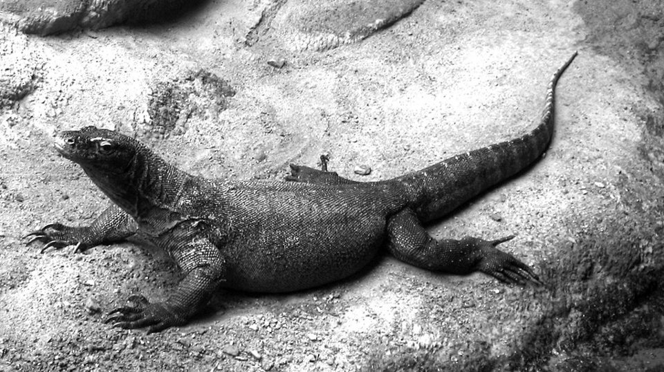 varani - Hrvatska enciklopedija