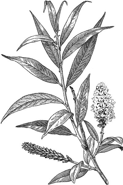 vrba - Hrvatska enciklopedija