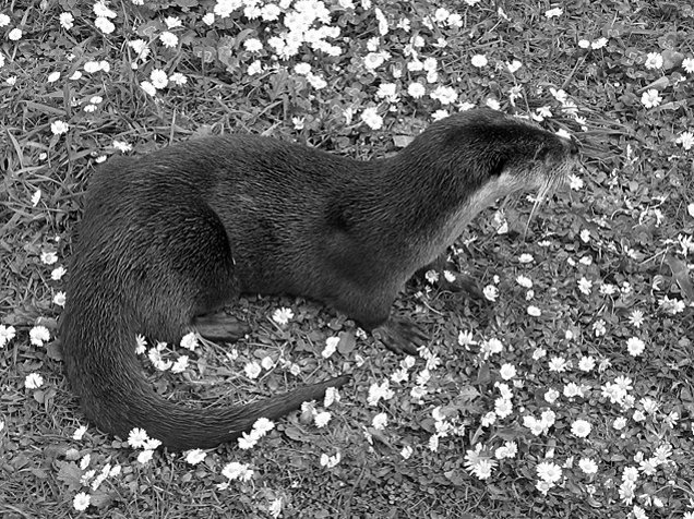 vidre - Hrvatska enciklopedija