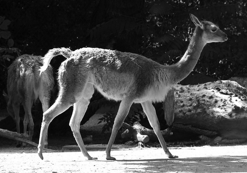 vikunja - Hrvatska enciklopedija