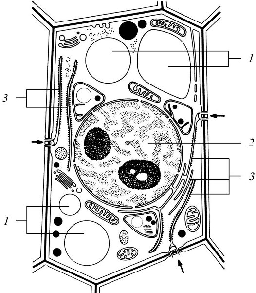 vakuola - Hrvatska enciklopedija
