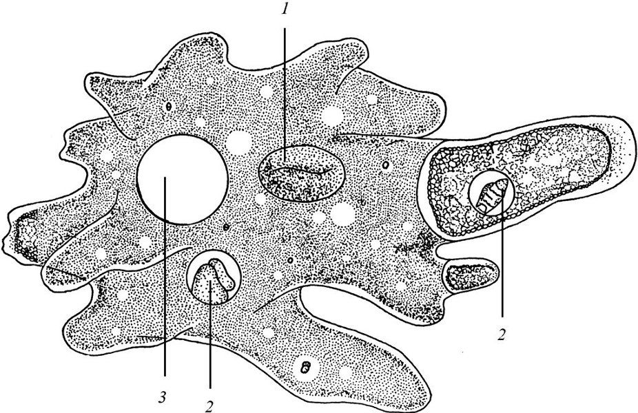 vakuola - Hrvatska enciklopedija