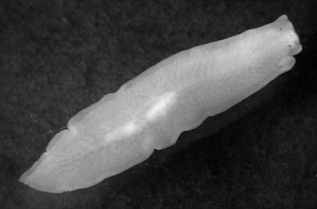 virnjaci - Hrvatska enciklopedija