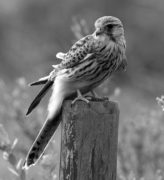 vjetruša - Hrvatska enciklopedija