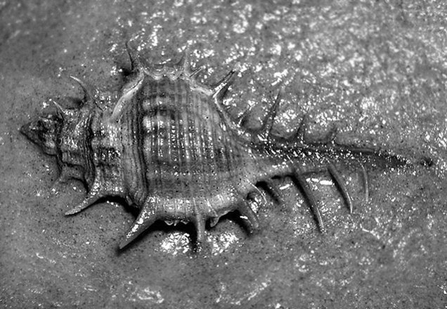 volak, bodljavi - Hrvatska enciklopedija