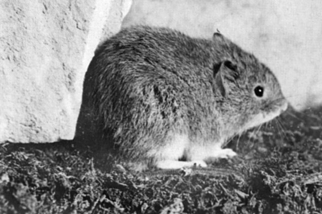 voluharice - Hrvatska enciklopedija