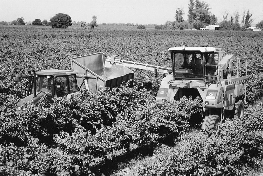 vinogradarstvo - Hrvatska enciklopedija